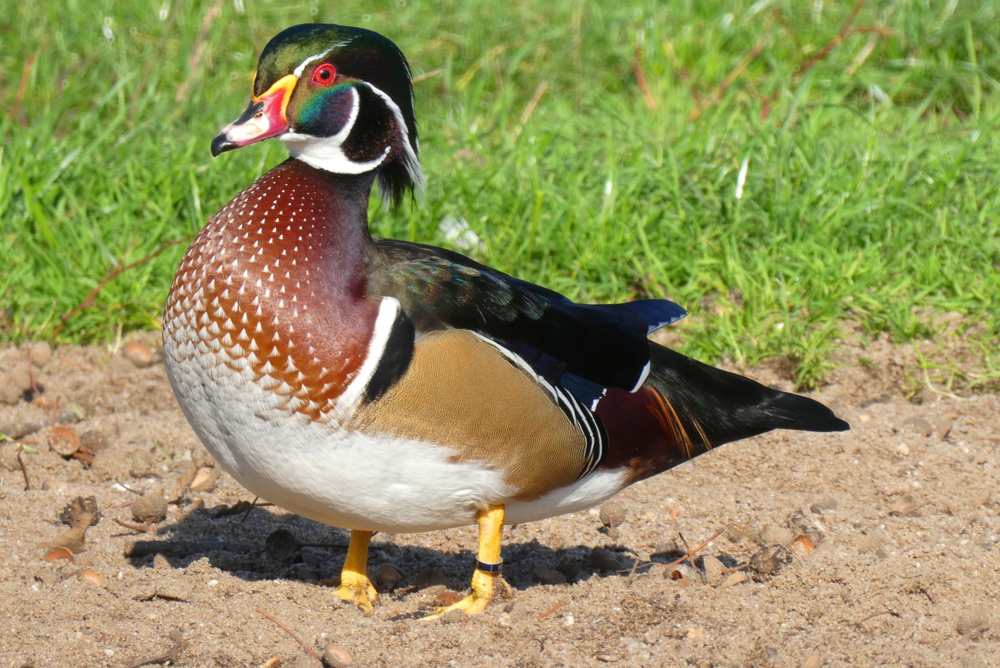 Everything You Need To Care For A Pet Duck My Girly Space Everything You Need To Care For A Pet Duck My Girly Space